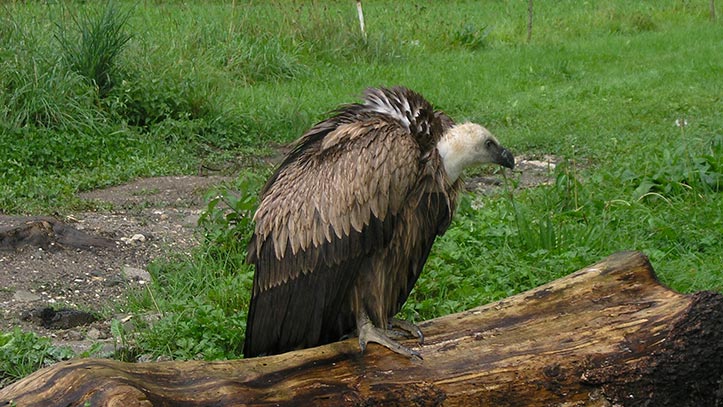 Découvrir le Haut-Couserans - Espaces naturels et sauvages - Couserans ...